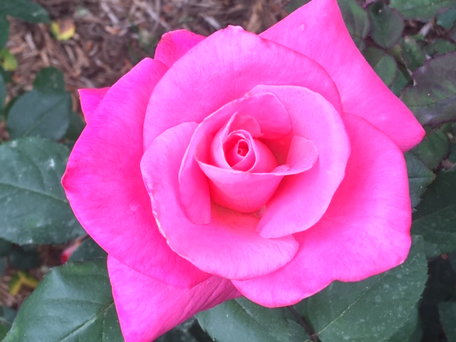 June 2 – NRS Spring Grand Prix Rose Show – Nashville Rose Society