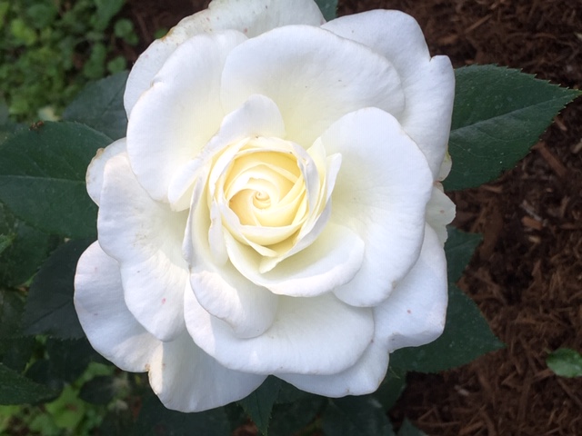 June 2 – NRS Spring Grand Prix Rose Show – Nashville Rose Society