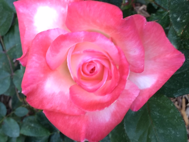 June 2 – NRS Spring Grand Prix Rose Show – Nashville Rose Society