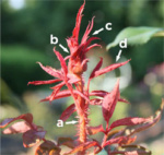 Taking Care of Your Knock Out Roses – Nashville Rose Society