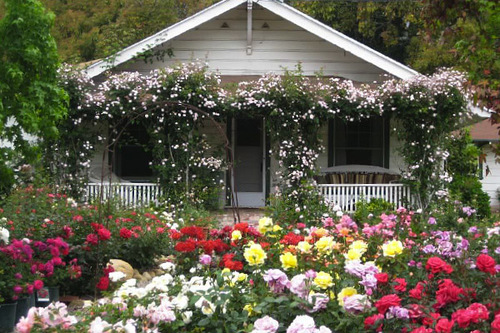 Designing a Rose Garden – Nashville Rose Society