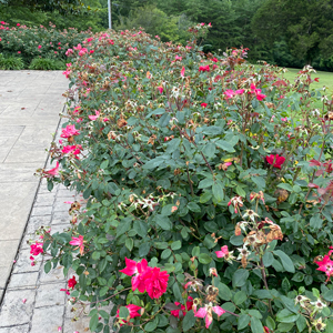 Taking Care of Your Knock Out Roses – Nashville Rose Society