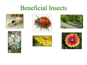 Beneficial Insects: Will Work for Food – Nashville Rose Society
