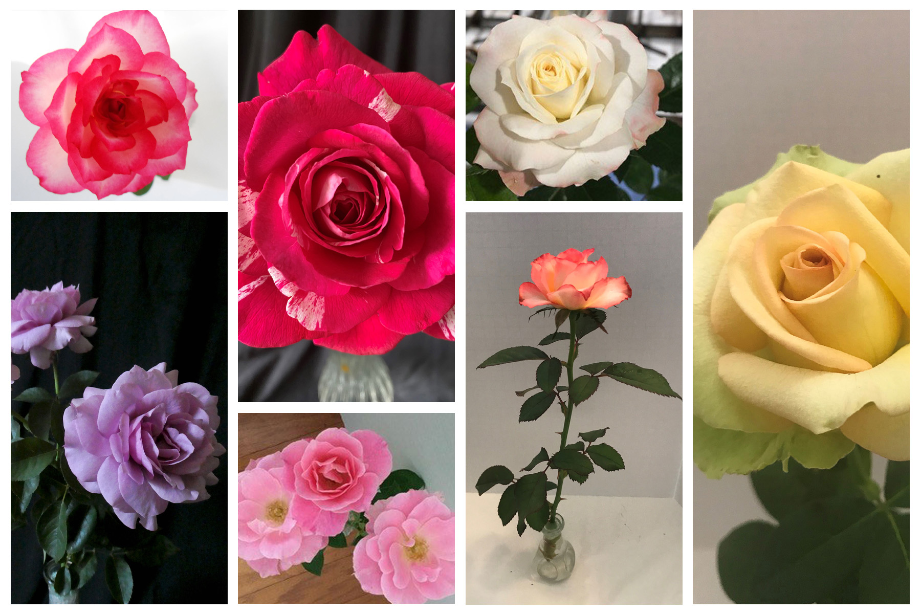 Nashville Rose Society 2020 Virtual Rose Show Results – Nashville Rose ...