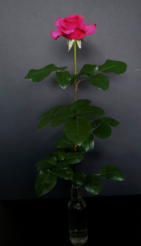 Nashville Rose Society 2020 Virtual Rose Show – Courts of Honor ...