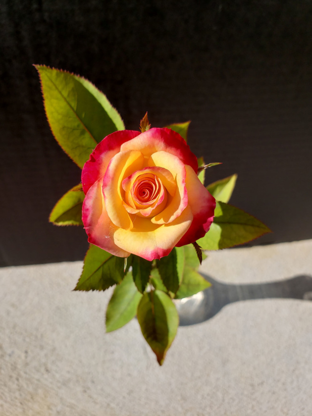 Nashville Rose Society 2020 Virtual Rose Show – Courts of Honor ...