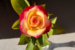 NRS Virtual Rose Show Class 2 – Miniature/Miniflora – Nashville Rose ...