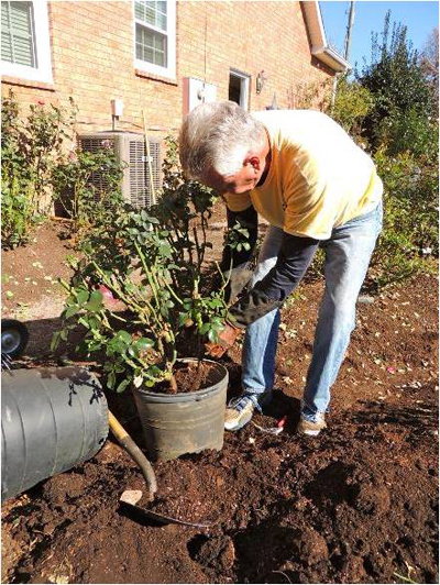 Transplanting and Moving Rose Bushes – Nashville Rose Society