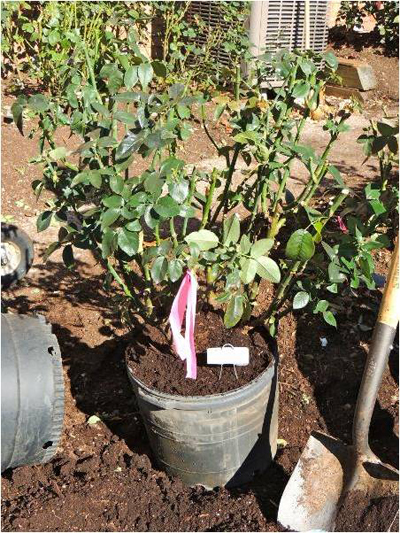 Transplanting and Moving Rose Bushes – Nashville Rose Society