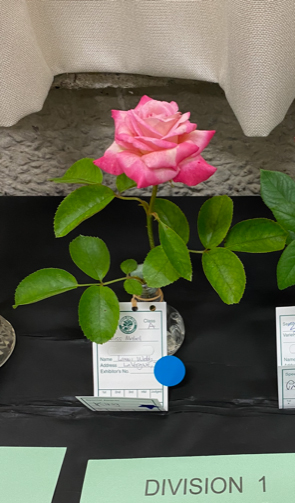 NRS 2021 Fall Grand Prix Rose Show Results – Nashville Rose Society
