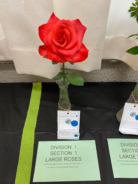 NRS 2021 Fall Grand Prix Rose Show Results – Nashville Rose Society
