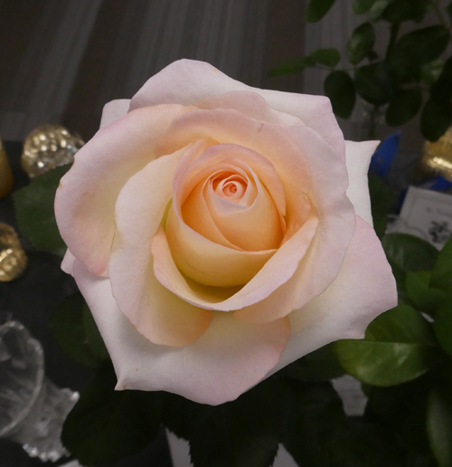 2021 Music City Rose Show Results – Nashville Rose Society