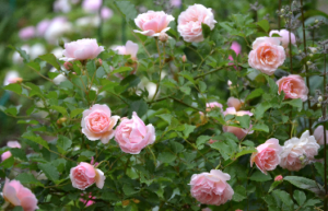 Nashville Rose Society – The Nashville Rose Society serves all of ...