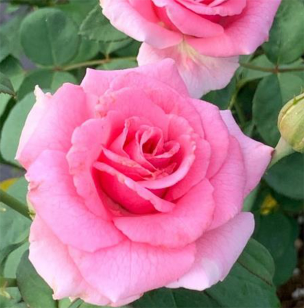 Choosing Your Roses – Nashville Rose Society
