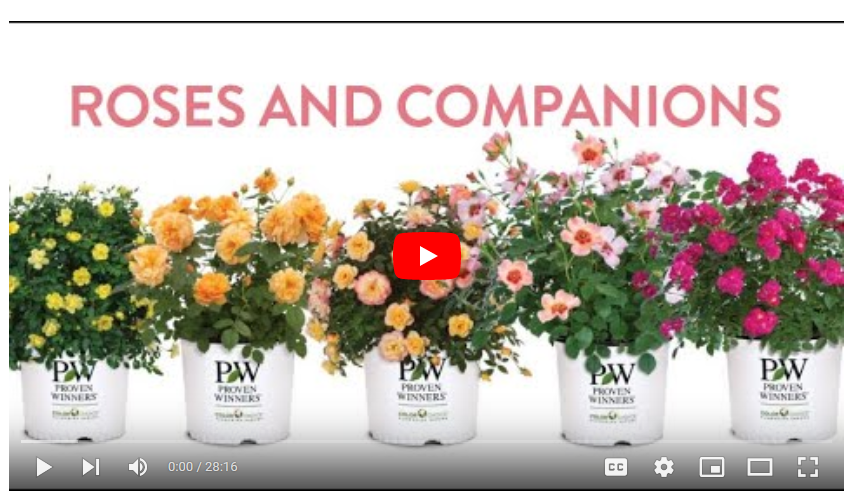 Proven Winners – Roses and Companions – Nashville Rose Society