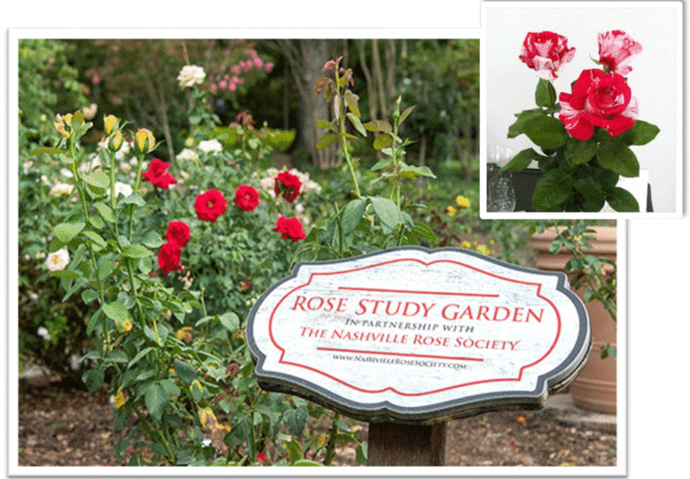 Nashville Rose Society – The Nashville Rose Society serves all of ...