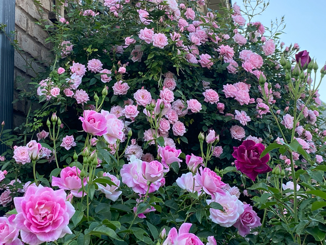 Nashville Rose Society – The Nashville Rose Society serves all of ...