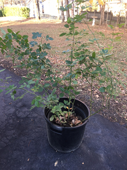 Winterizing Roses in Containers – Nashville Rose Society